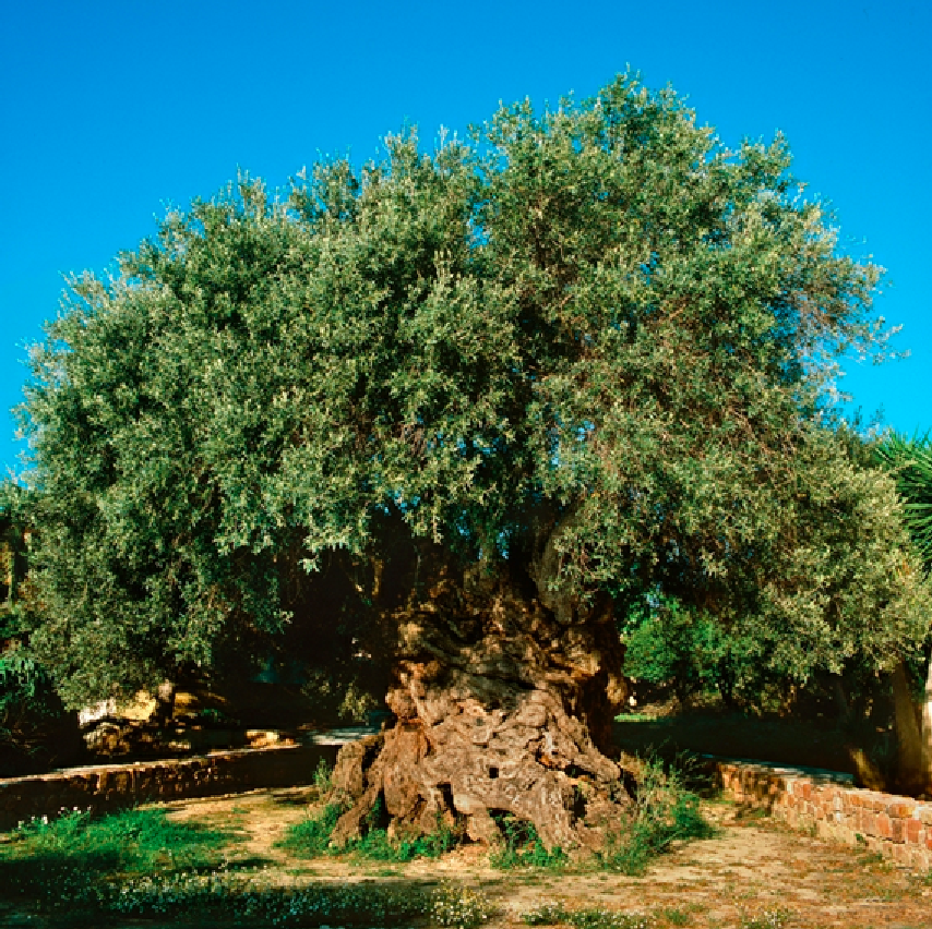 THE WORLD ‘S MOST ANCIENT OLIVE TREE ATTRACTS 20.000 VISITORS EACH YEAR!